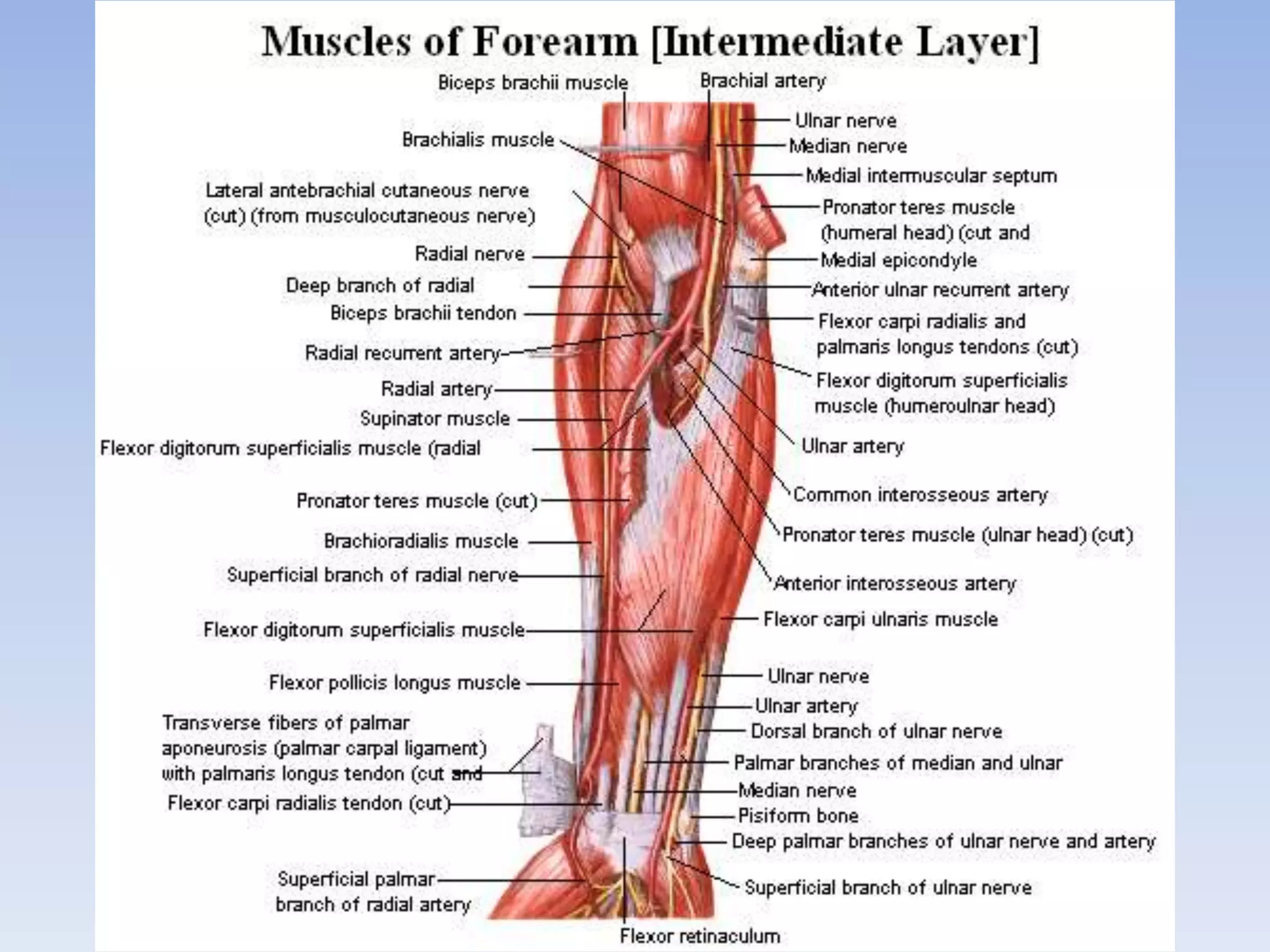 MUSCLES of the limbs.ppt