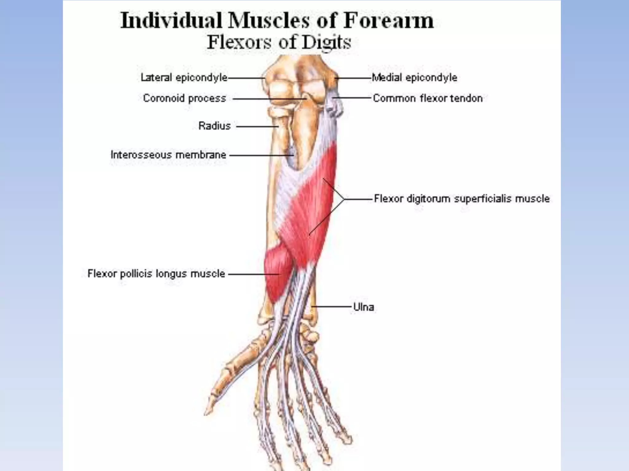 MUSCLES of the limbs.ppt