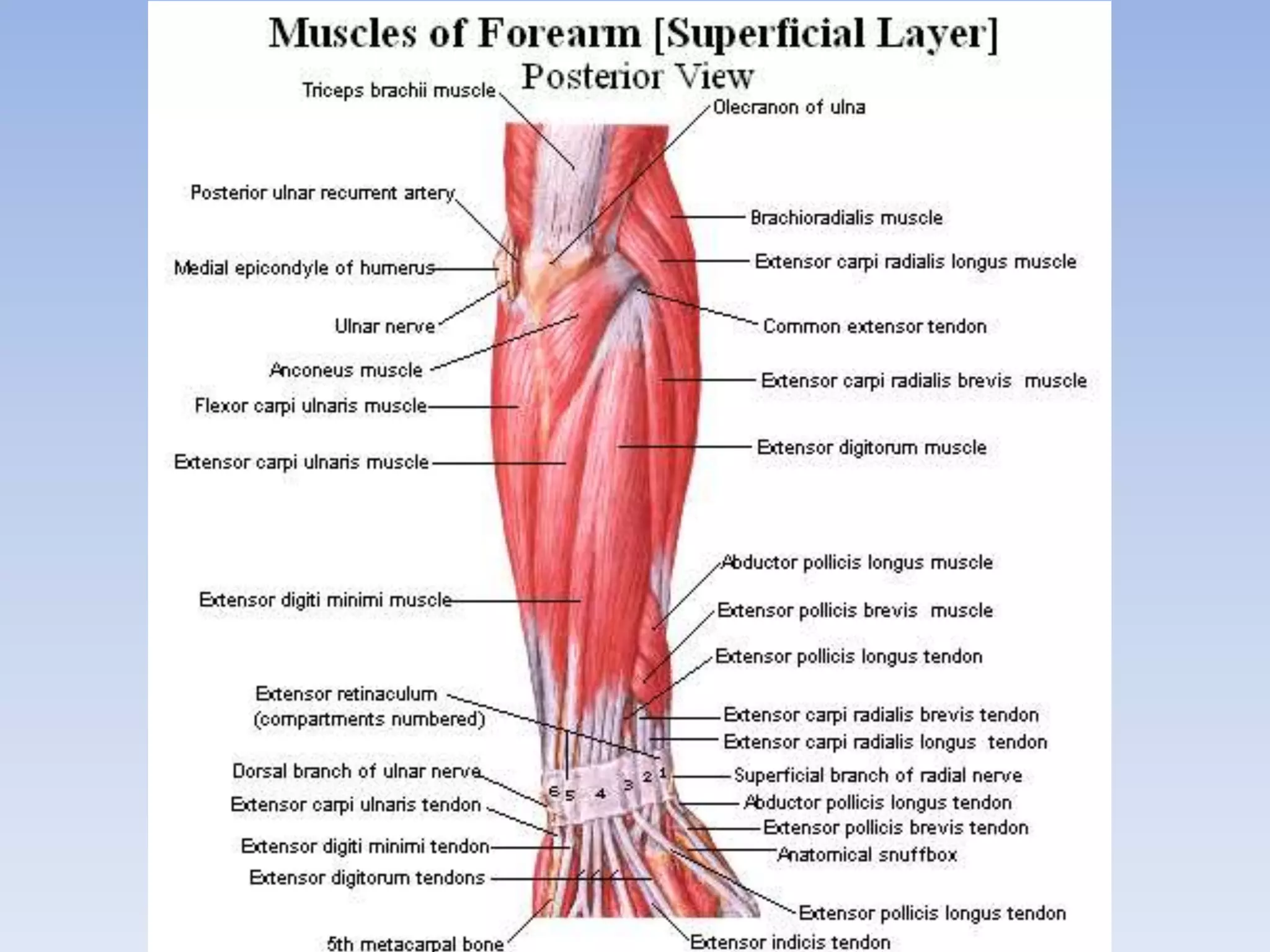 MUSCLES of the limbs.ppt