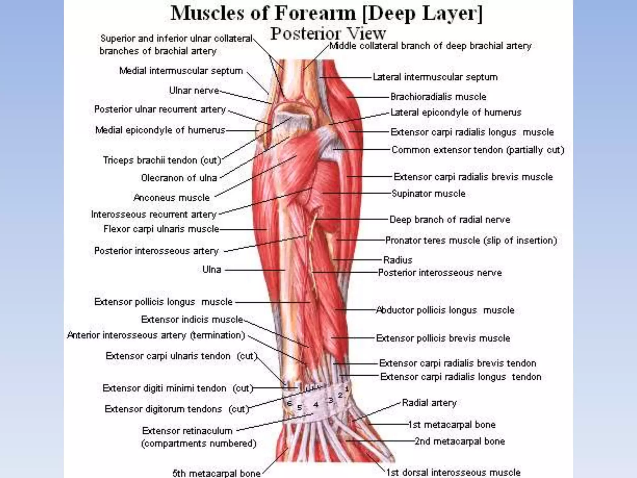 MUSCLES of the limbs.ppt