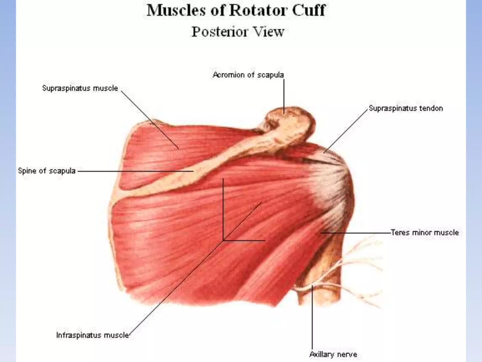 MUSCLES of the limbs.ppt