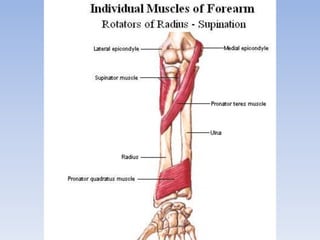 MUSCLES of the limbs.ppt