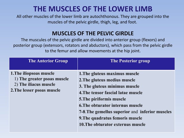 MUSCLES of the limbs.ppt