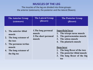 MUSCLES of the limbs.ppt