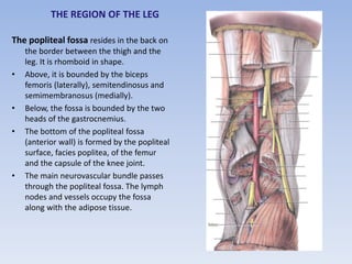 MUSCLES of the limbs.ppt