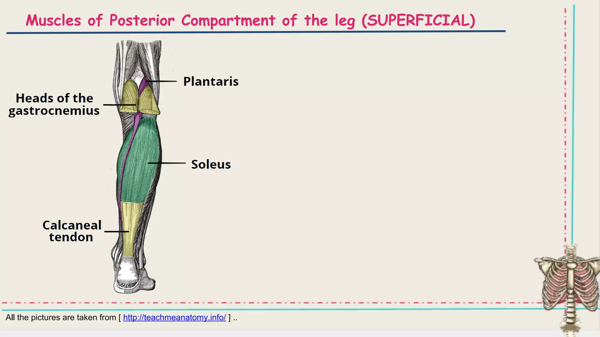 Muscles of the Lower Limb .pdf