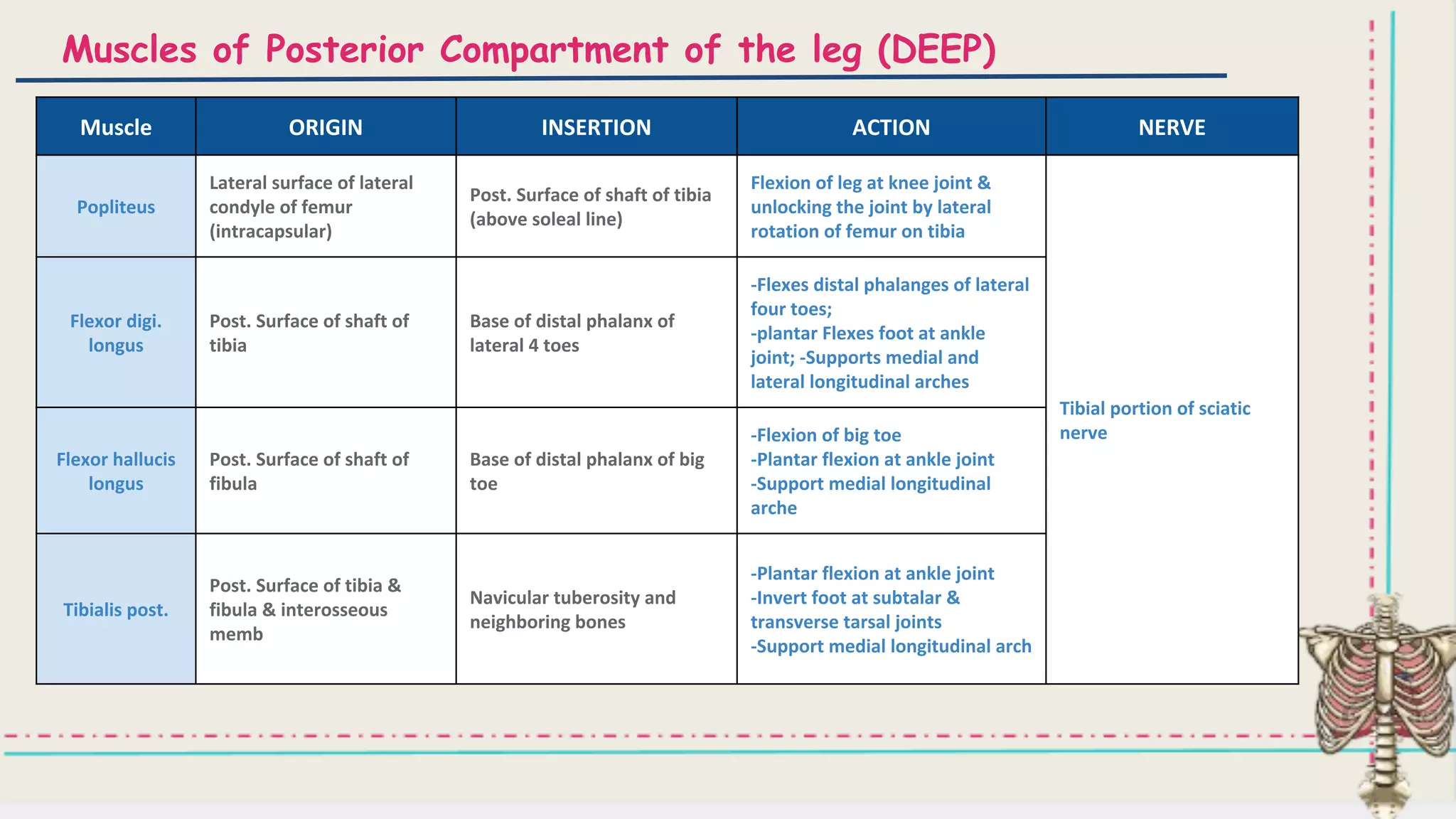 Muscles of the Lower Limb .pdf