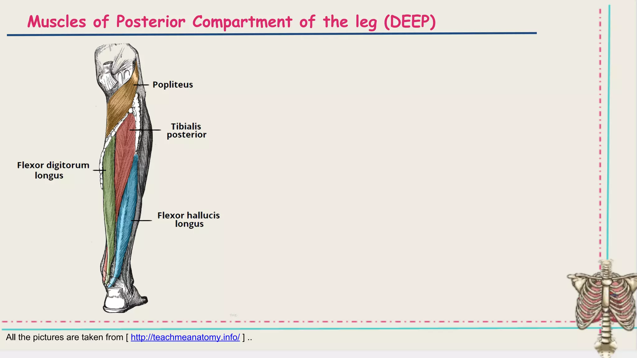 Muscles of the Lower Limb .pdf