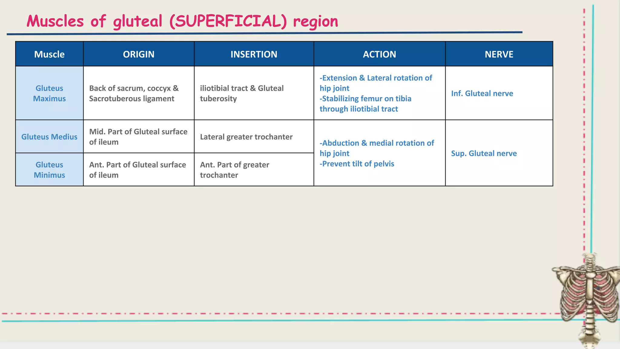 Muscles of the Lower Limb .pdf
