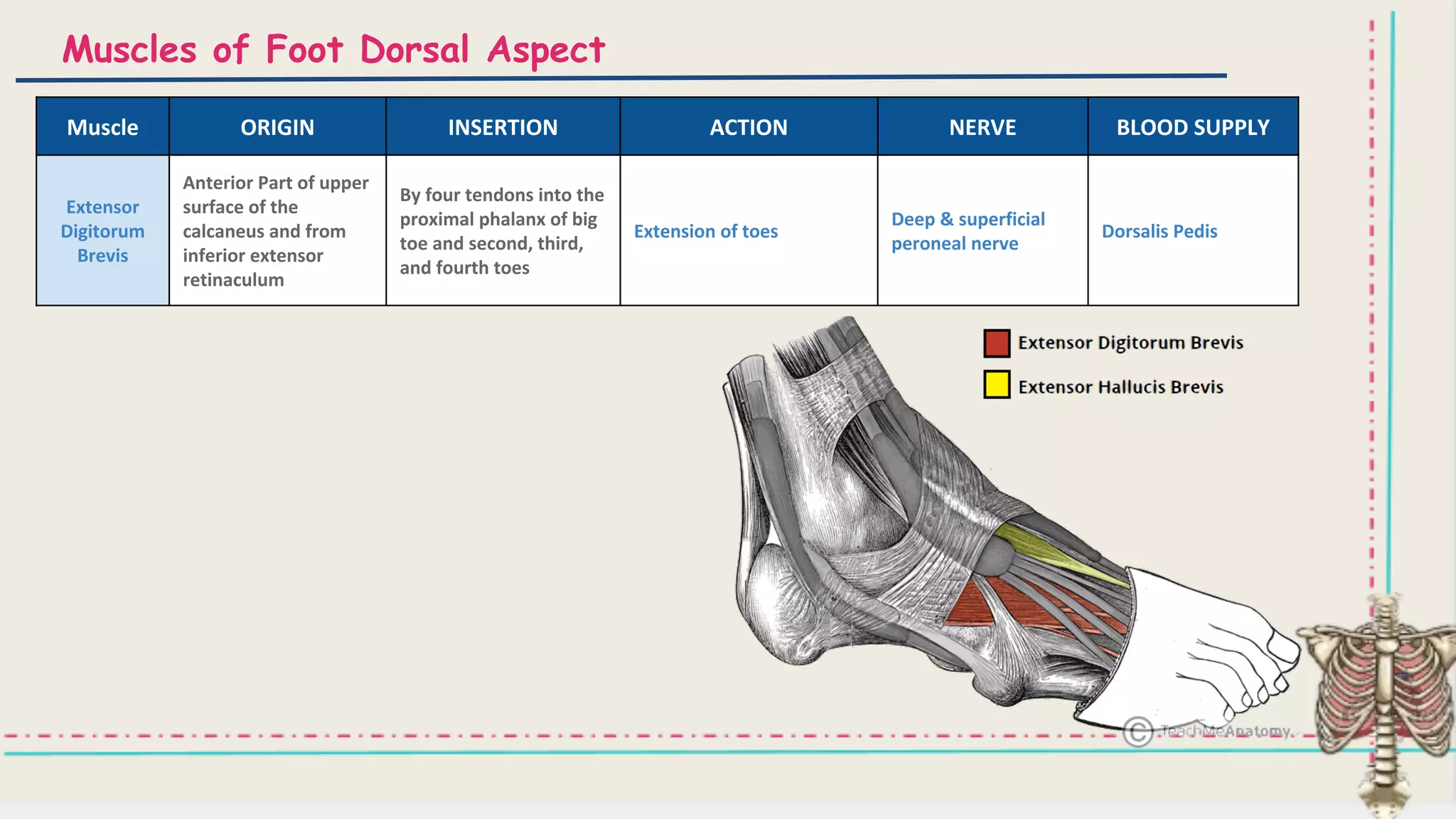 Muscles of the Lower Limb .pdf