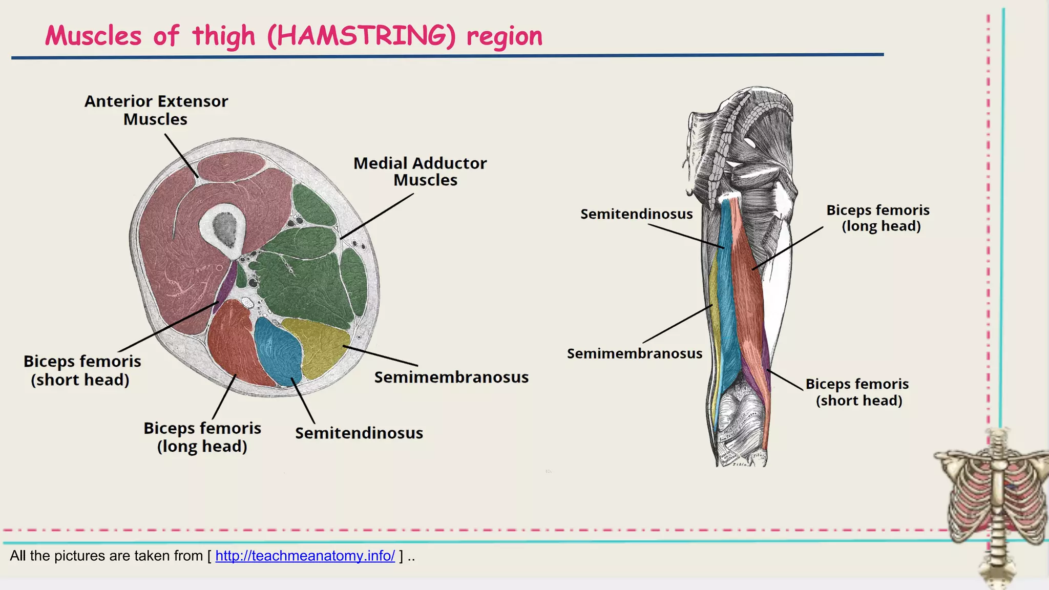 Muscles of the Lower Limb .pdf