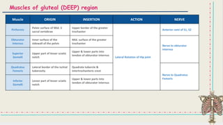 Muscles of the Lower Limb .pdf