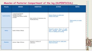 Muscles of the Lower Limb -Revision.pptx
