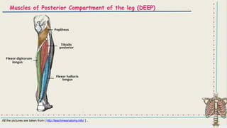 Muscles of the Lower Limb -Revision.pptx