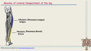 Muscles of the Lower Limb -Revision.pptx