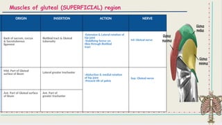 Muscles of the Lower Limb -Revision.pptx