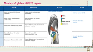 Muscles of the Lower Limb -Revision.pptx