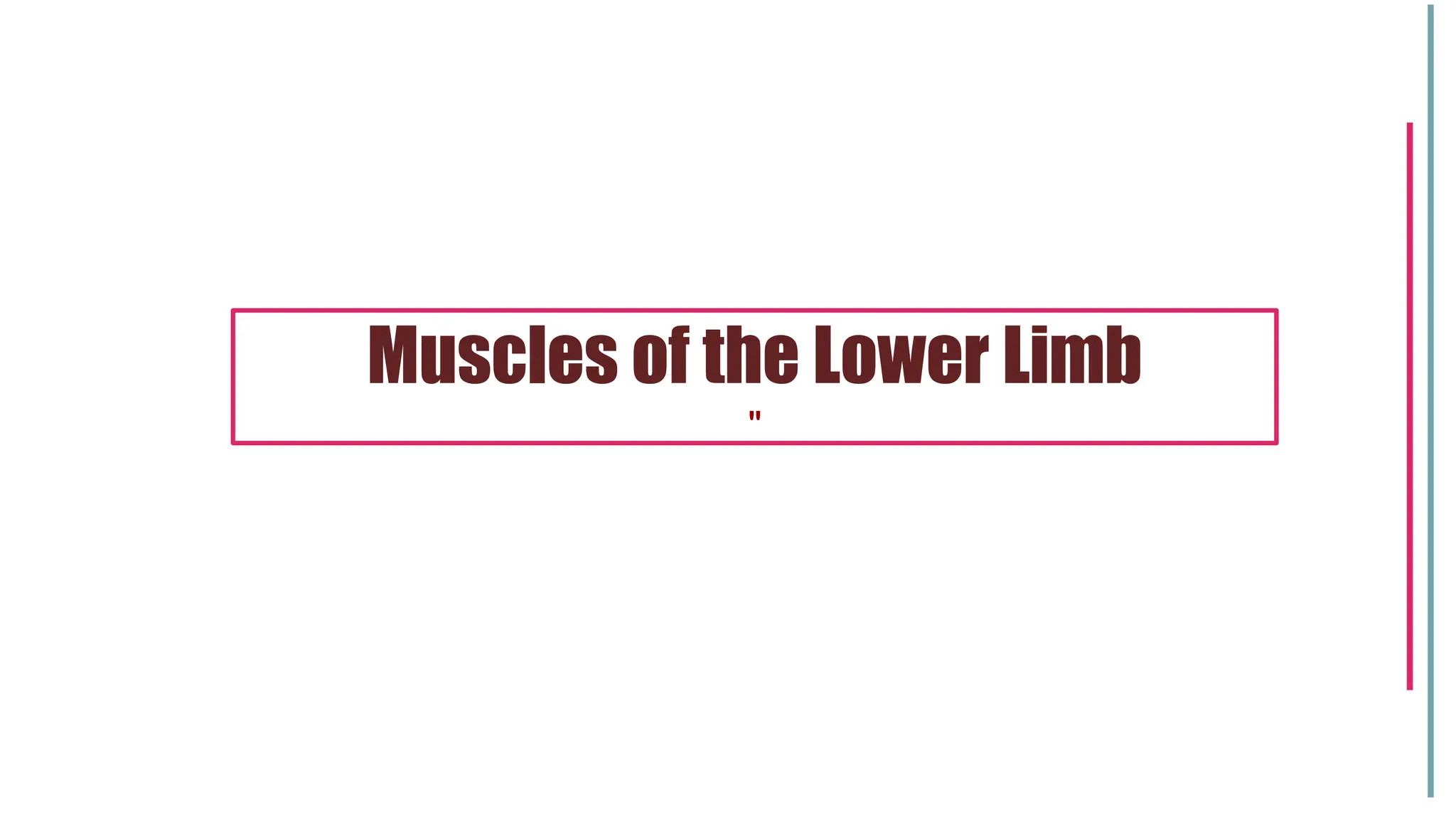 Muscles of the Lower Limb -Revision.pptx