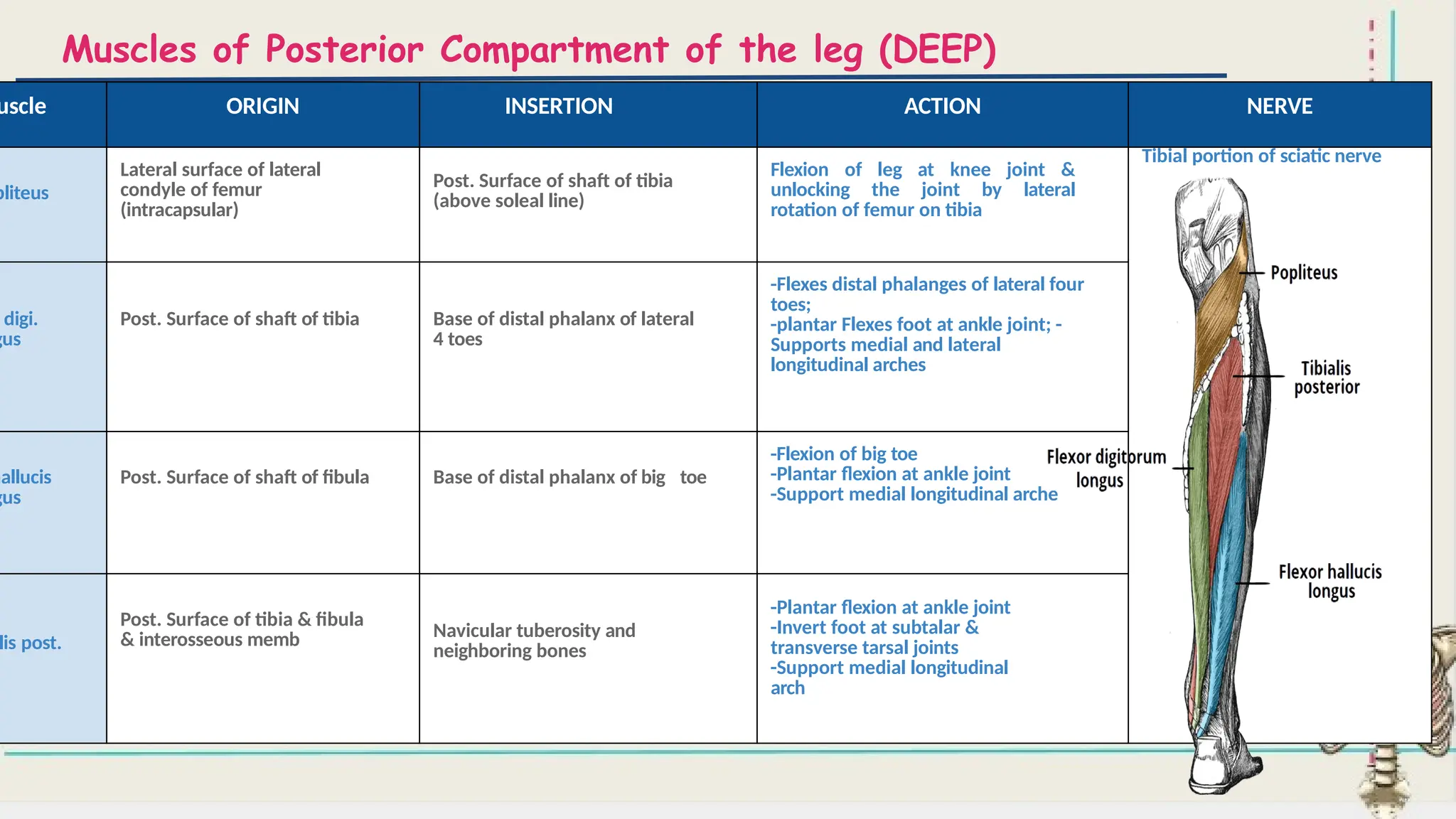 Muscles of the Lower Limb -Revision.pptx