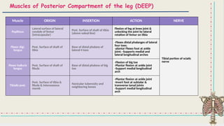 Muscles of the Lower Limb _Revision_.pptx