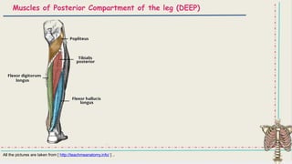 Muscles of the Lower Limb _Revision_.pptx
