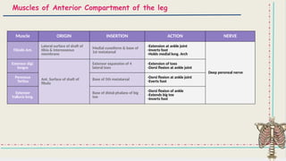 Muscles of the Lower Limb _Revision_.pptx