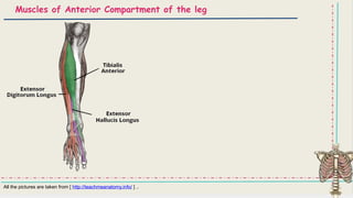 Muscles of the Lower Limb _Revision_.pptx