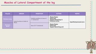Muscles of the Lower Limb _Revision_.pptx
