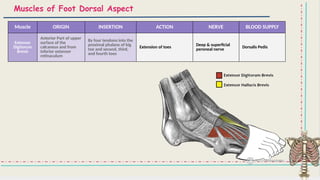 Muscles of the Lower Limb _Revision_.pptx