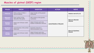 Muscles of the Lower Limb _Revision_.pptx