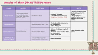 Muscles of the Lower Limb _Revision_.pptx