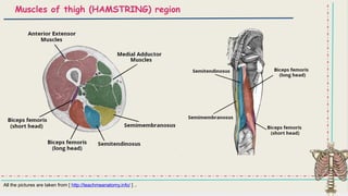 Muscles of the Lower Limb _Revision_.pptx