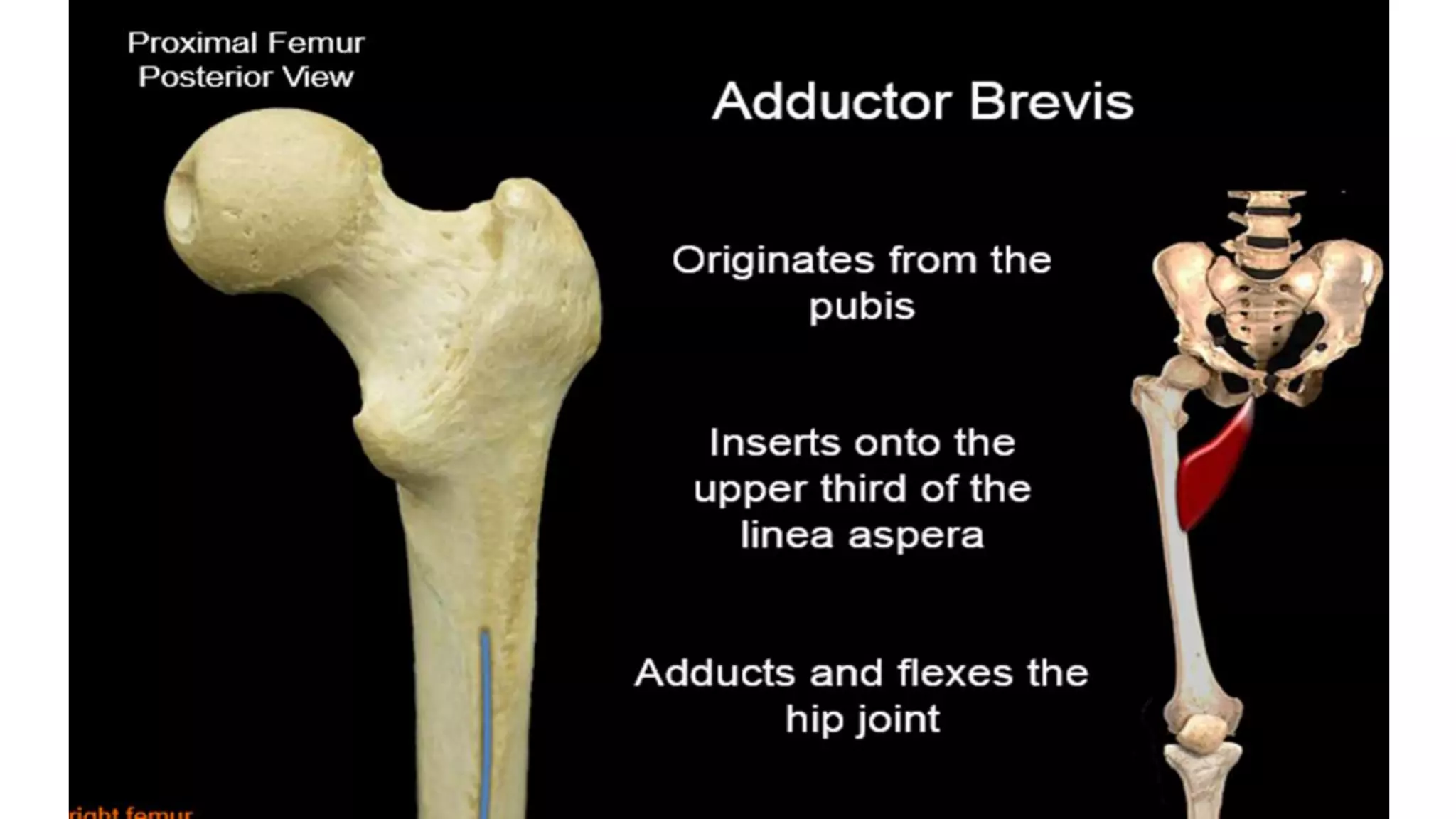 muscles of the medial compartment of thigh.pptx