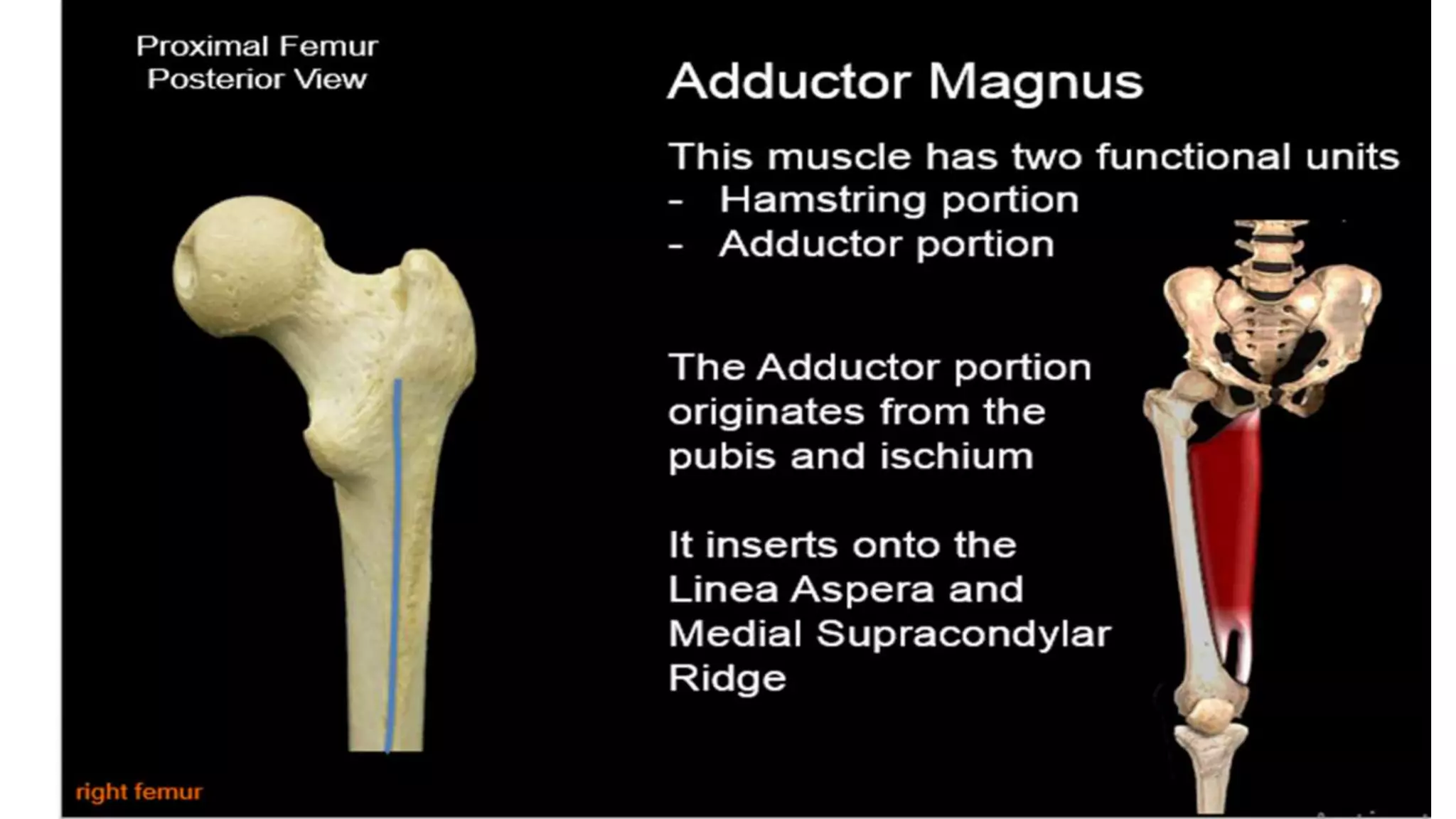 muscles of the medial compartment of thigh.pptx