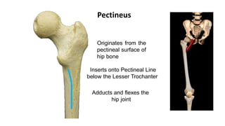 muscles of the medial compartment of thigh.pptx