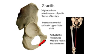 muscles of the medial compartment of thigh.pptx