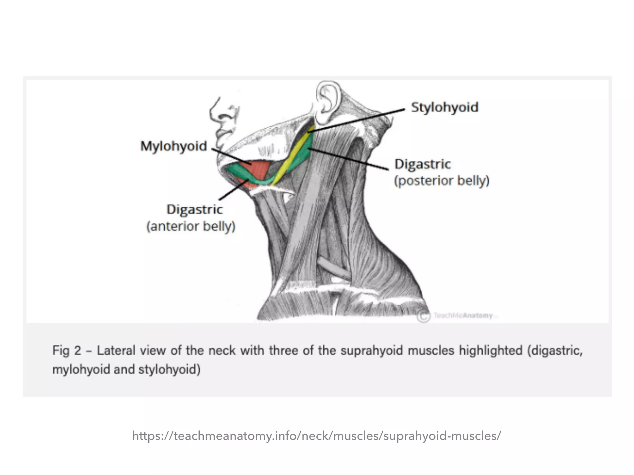 Muscles of the neck | PDF