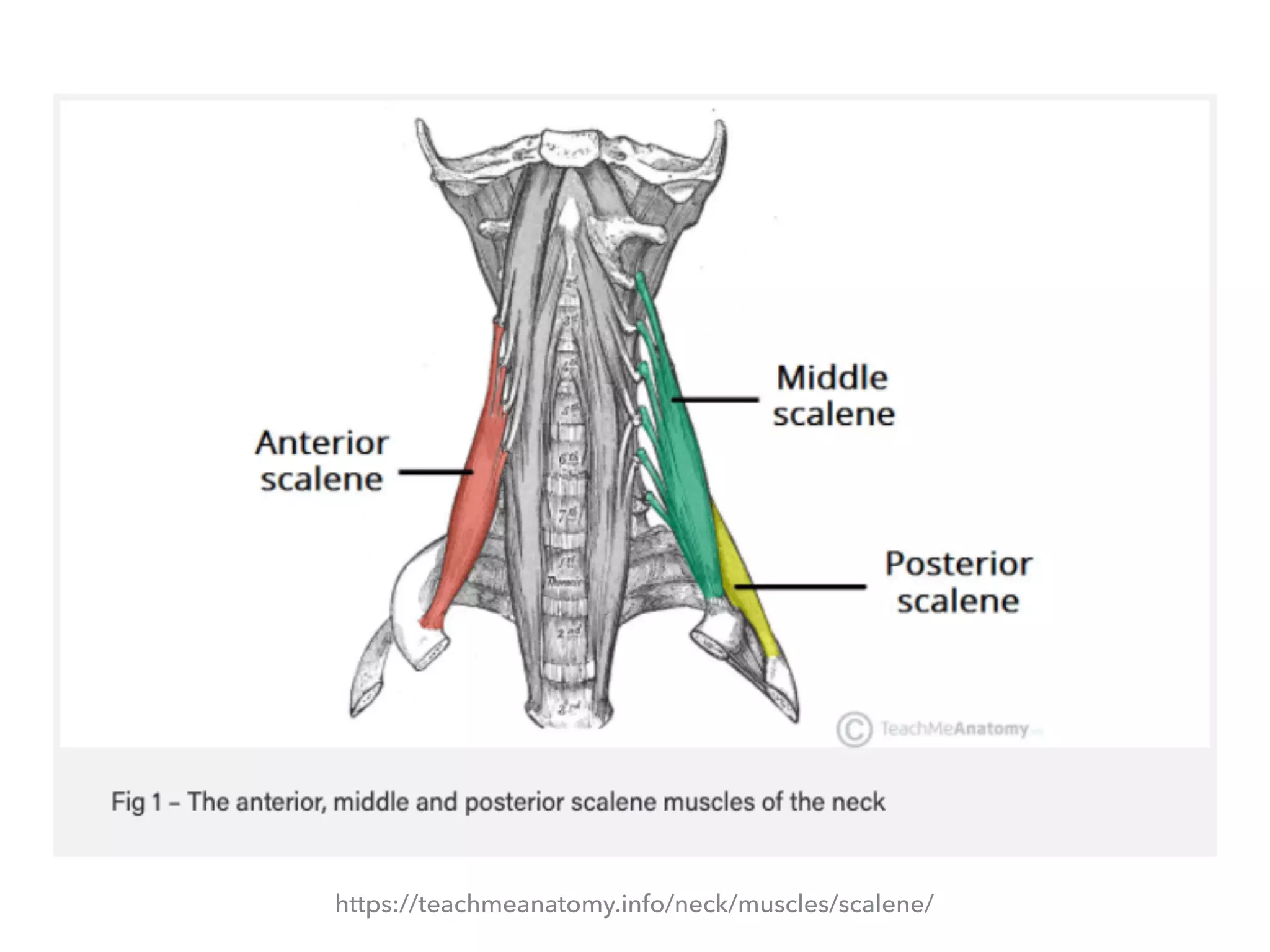 Muscles of the neck | PDF