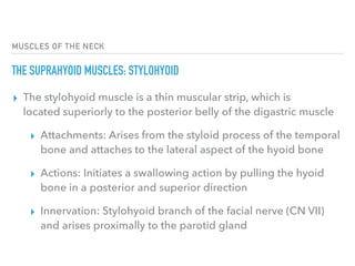 Muscles of the neck | PDF