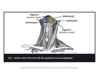 Muscles of the neck | PDF