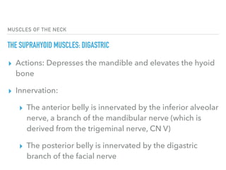 Muscles of the neck | PDF