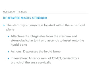 Muscles of the neck | PDF