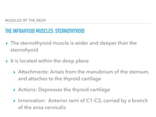 Muscles of the neck | PDF