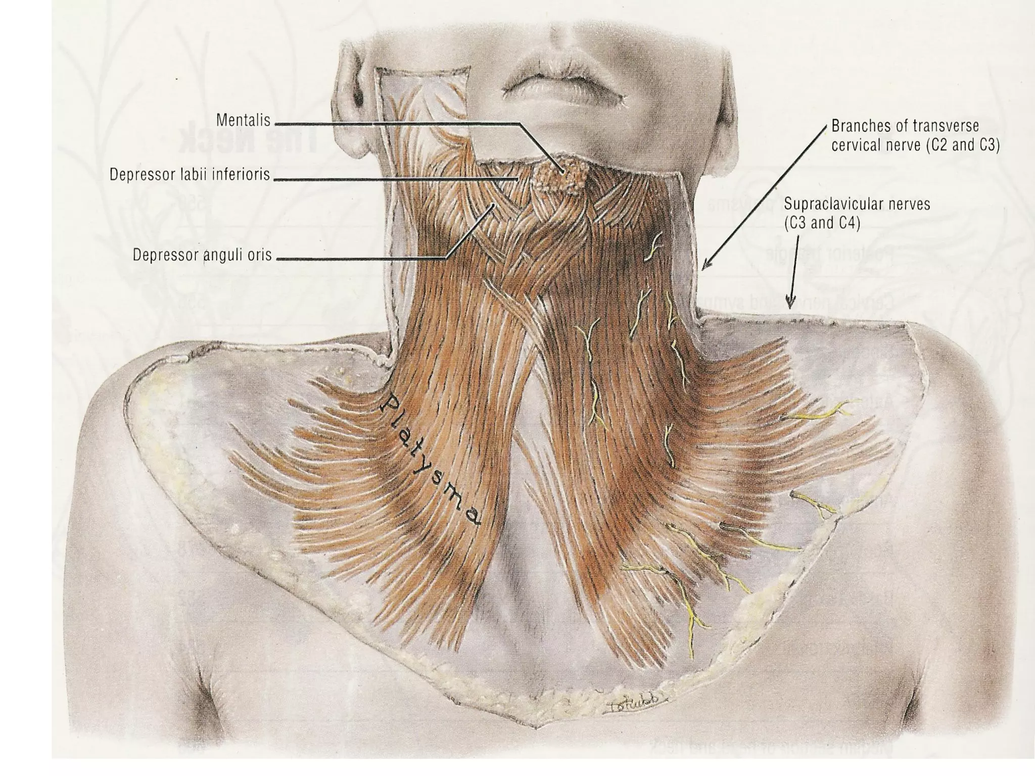 Muscles Of The Neck 1 | PDF