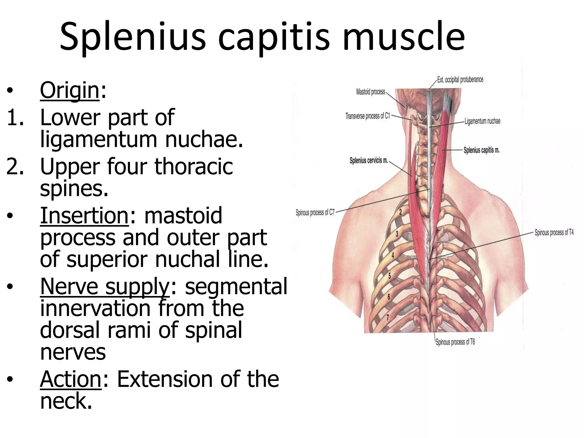 Muscles Of The Neck 1 | PDF