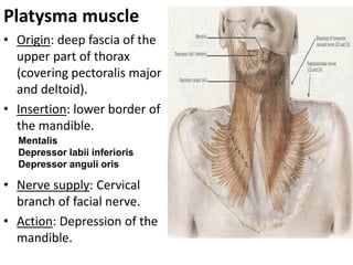 Muscles Of The Neck 1 | PDF