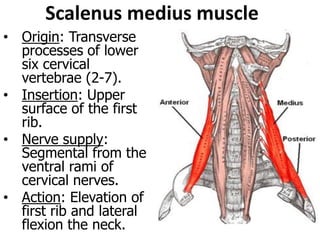Muscles Of The Neck 1 | PPT