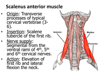 Muscles Of The Neck 1 | PPT