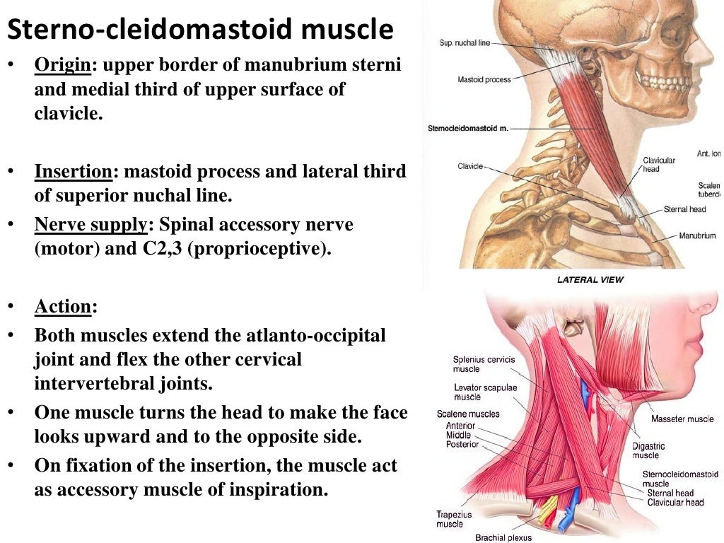 Muscles Of The Neck 1