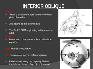 MUSCLES OF THE ORBIT and their significance | PPTX